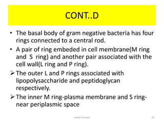 Bacteria | PPT
