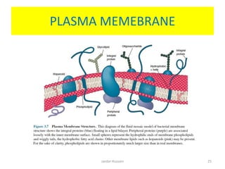 Bacteria | PPT