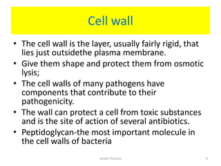 Bacteria | PPT