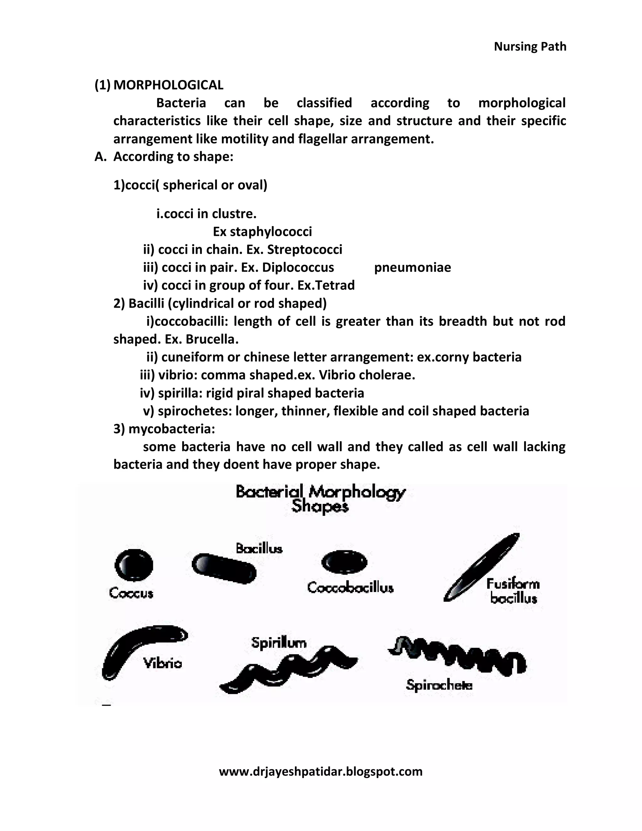 Bacteria | PDF
