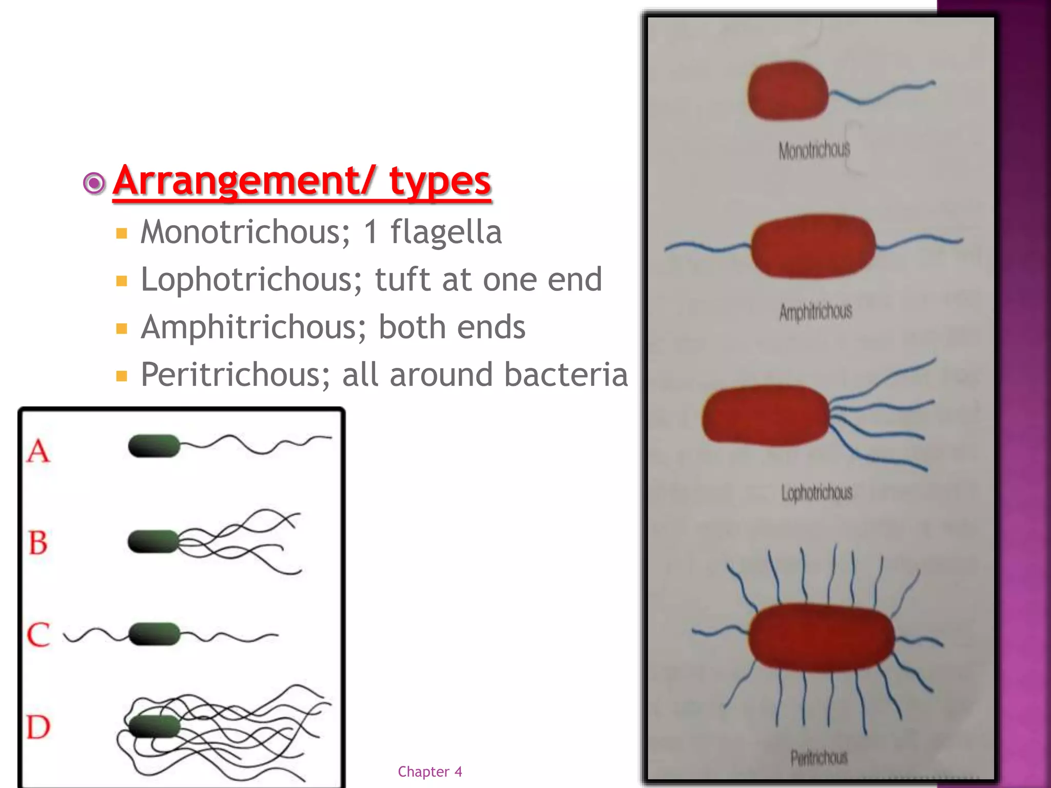 Bacterial morphology | PPTX