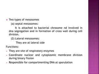 Bacterial morphology | PPTX