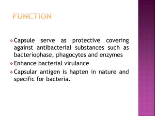 Bacterial morphology | PPTX
