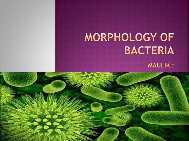 Bacterial morphology | PPTX | Biological Sciences | Science
