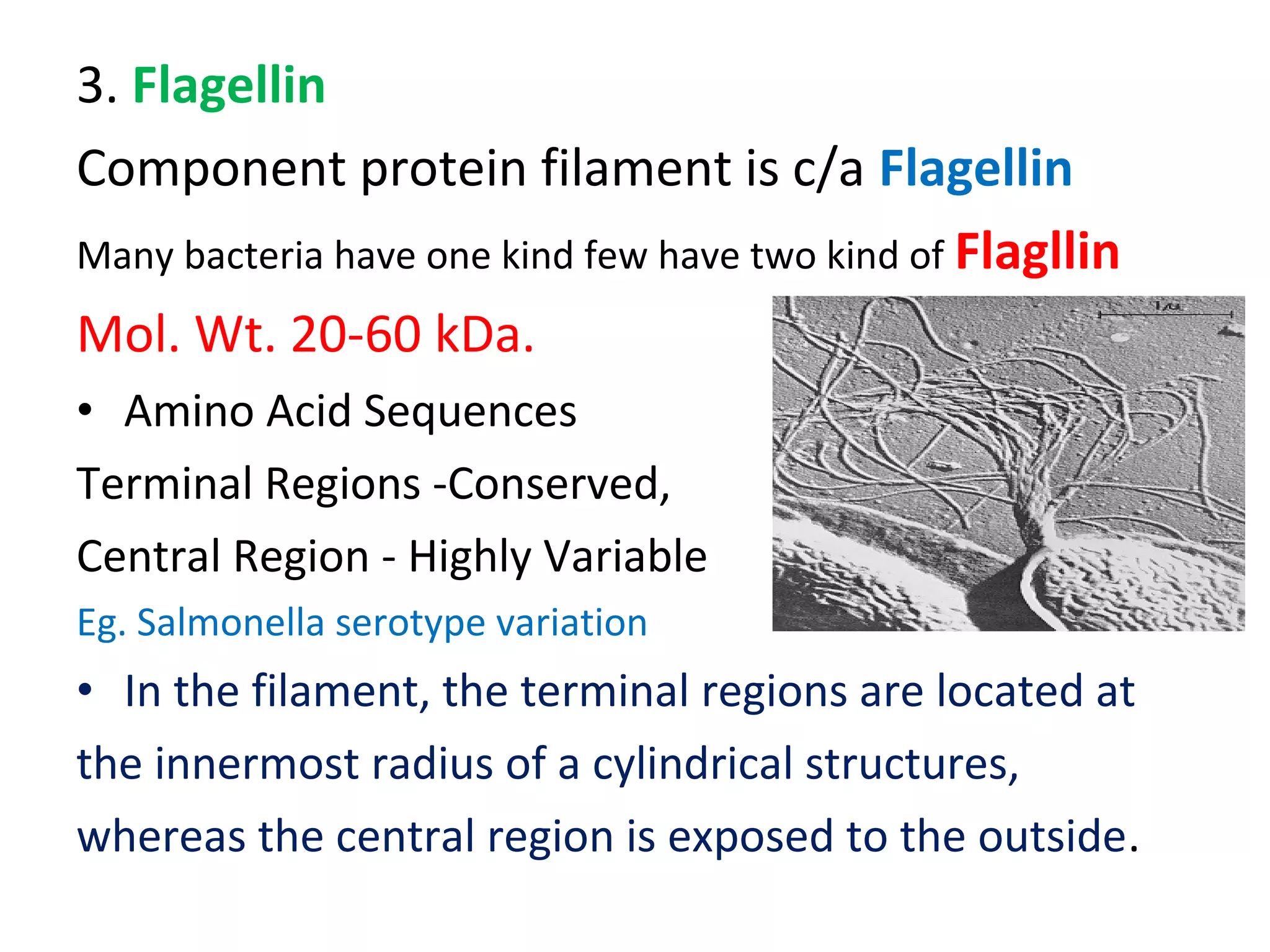 Bacteria | PPT