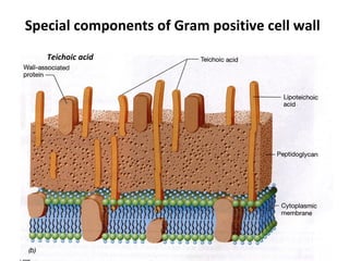 Bacteria | PPT
