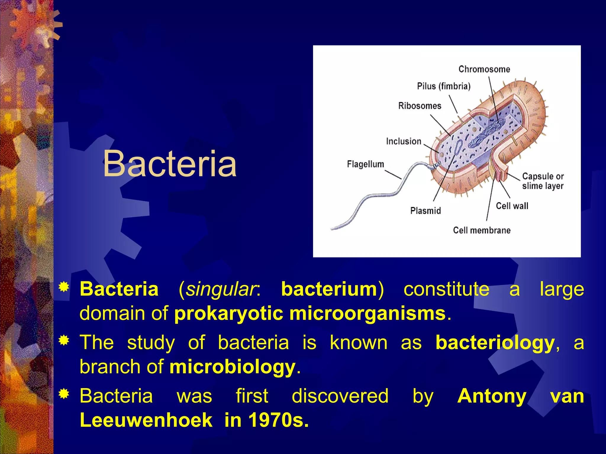 Bacteria | PPT