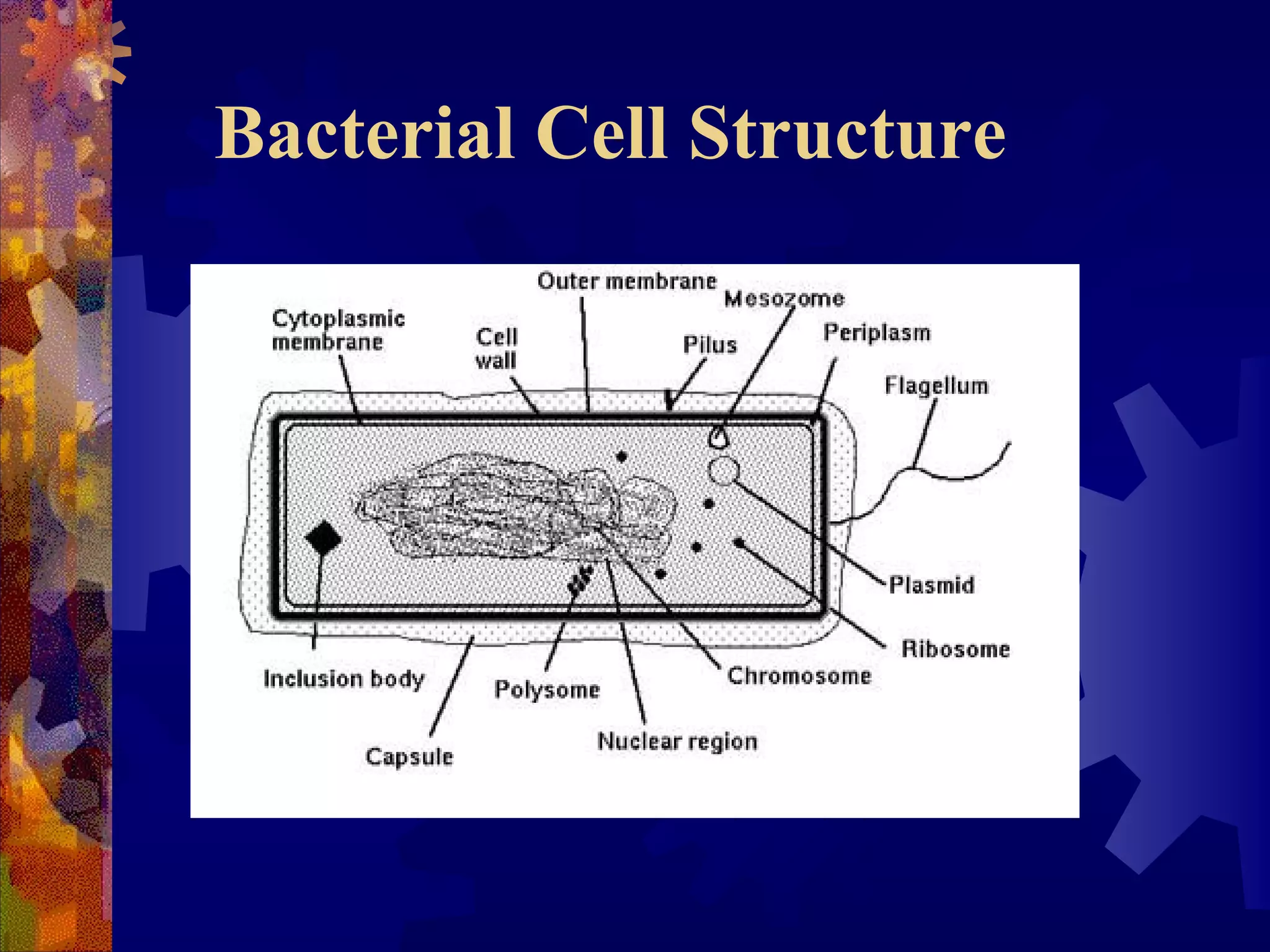 Bacteria | PPT
