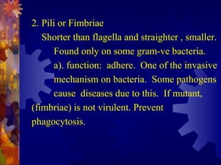 Bacteria | PPT