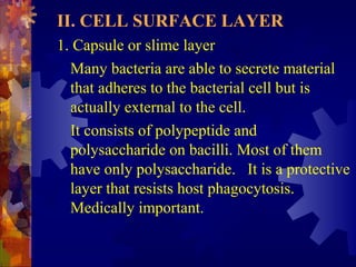 Bacteria | PPT