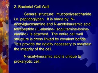 Bacteria | PPT