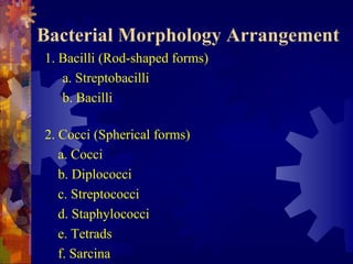 Bacteria | PPT