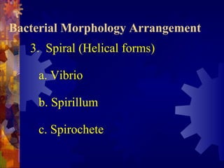 Bacteria | PPT