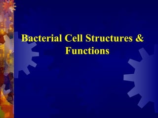 Bacteria | PPT