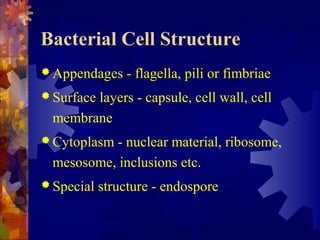 Bacteria | PPT