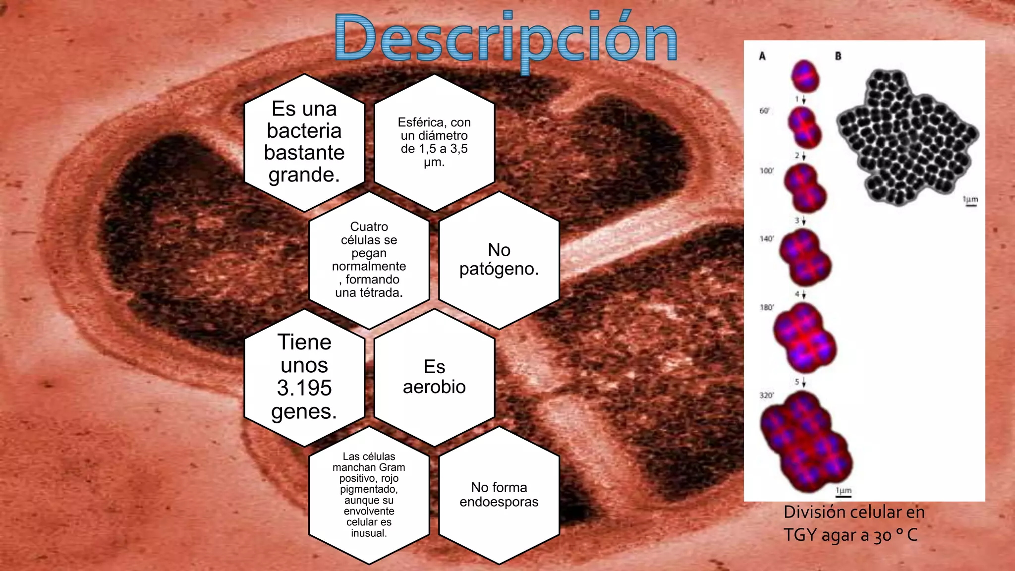 Bacteria Deinococcus Radiodurans | PPTX | Genetics | Science