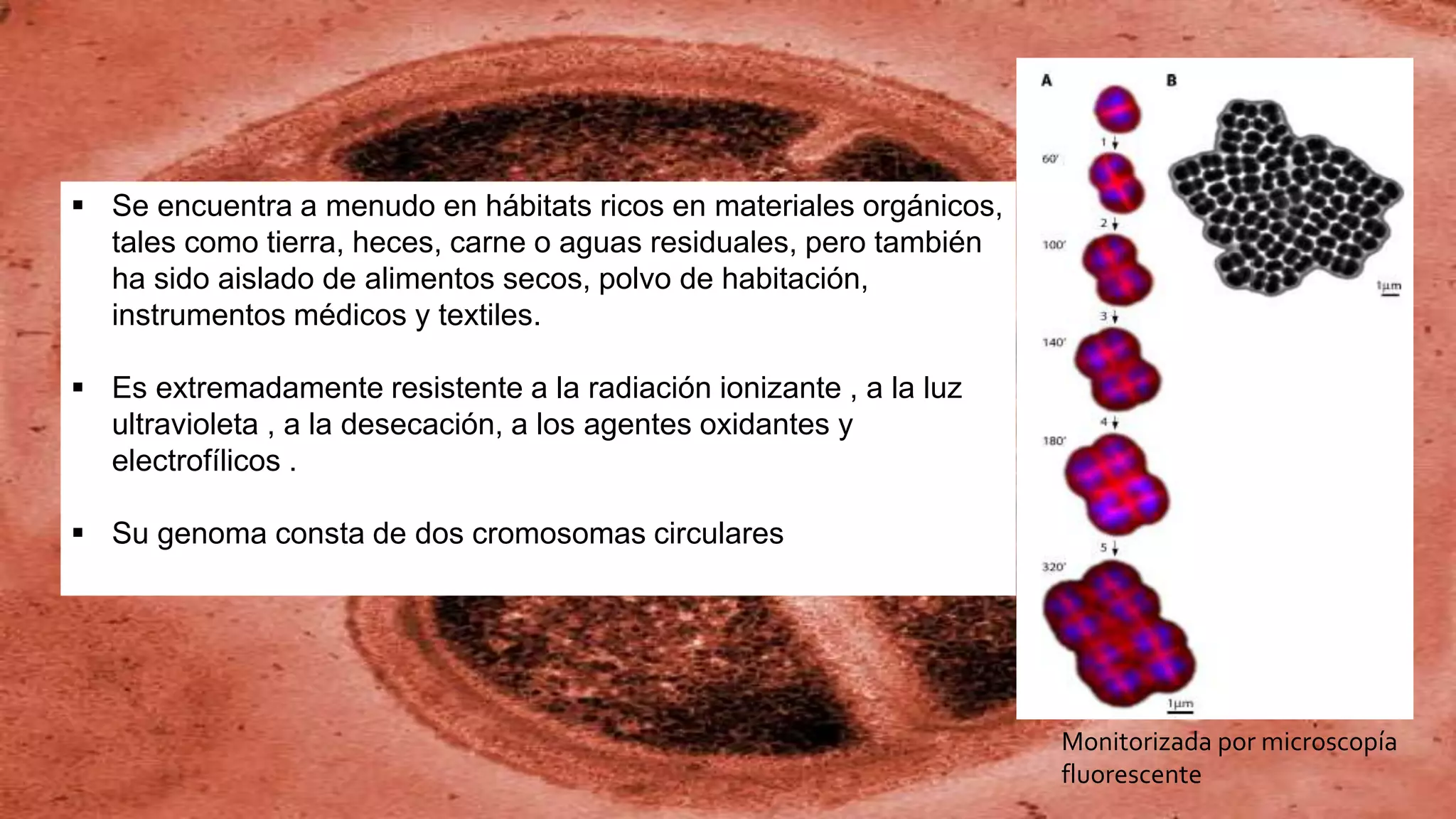 Bacteria Deinococcus Radiodurans | PPT