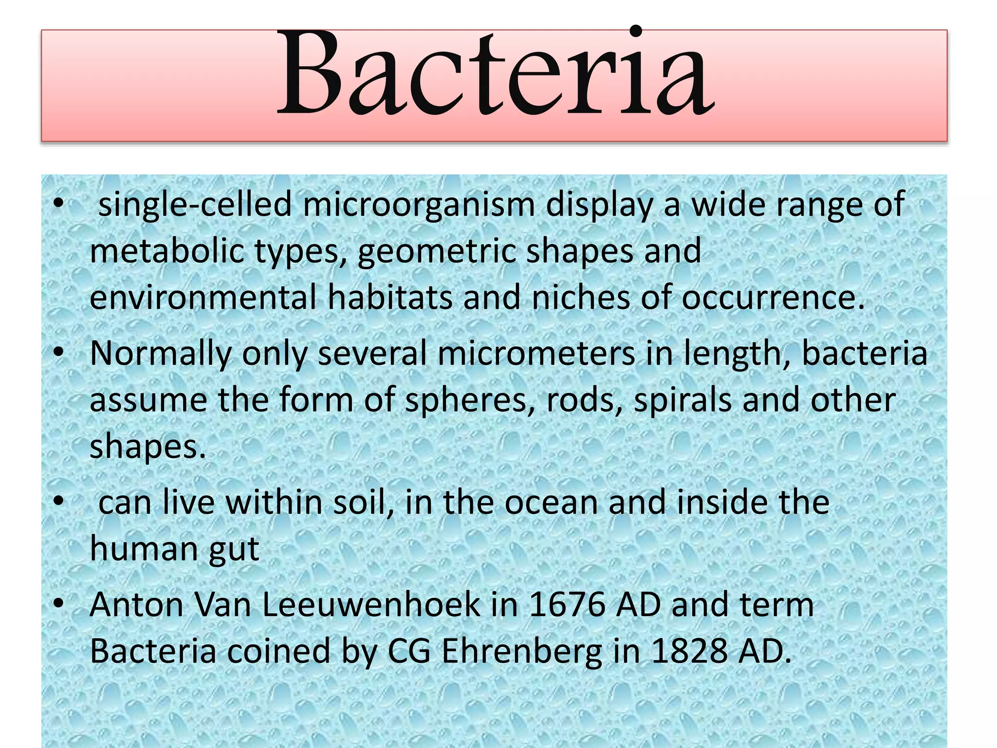 Bacteria | PPT