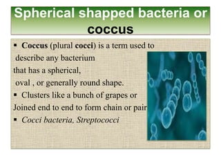 Bacteria | PPT