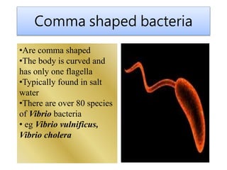 Bacteria | PPT