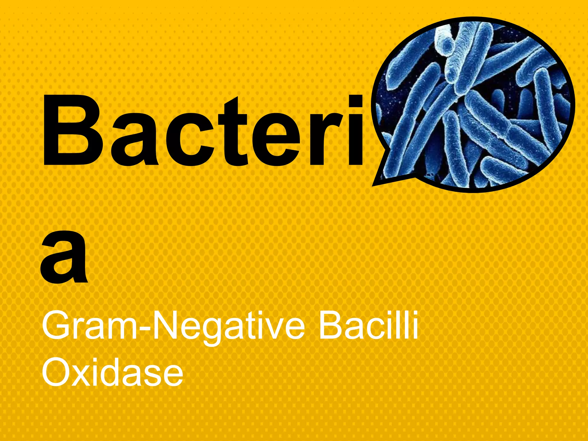 Bacteria Gram-Negative Bacilli Oxidase - | PPT