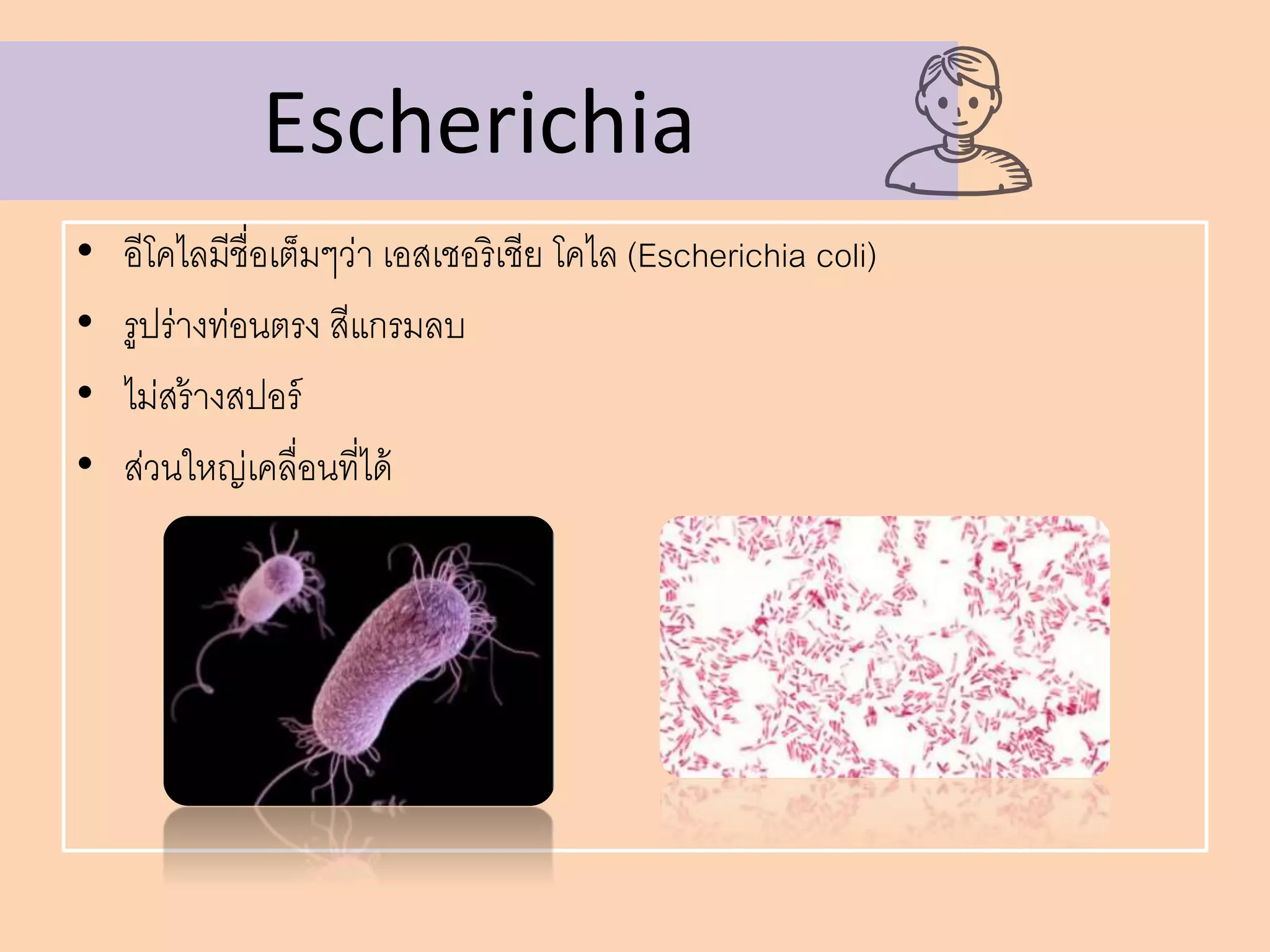 Bacteria Gram-Negative Bacilli Oxidase - | PPT