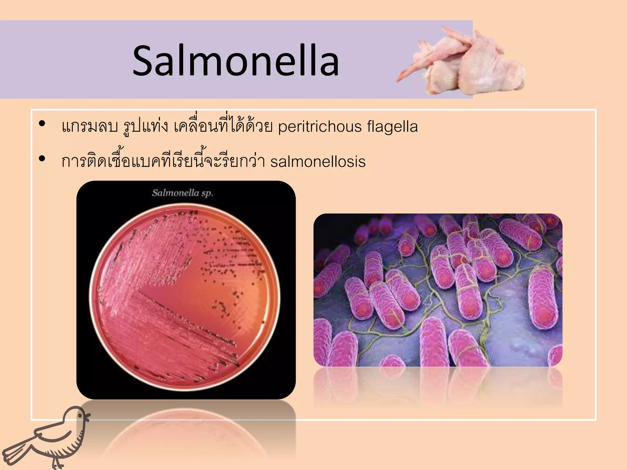 Bacteria Gram-Negative Bacilli Oxidase - | PPT