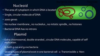 Bacteria | PPTX