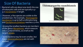 Bacteria | PPTX
