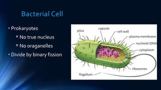 Bacteria | PPTX