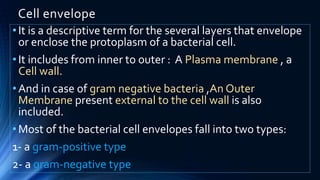 Bacteria | PPTX