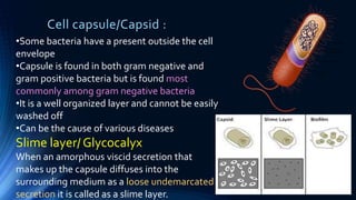 Bacteria | PPTX