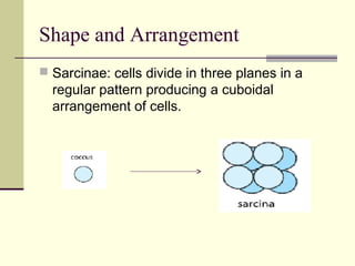 Morphology and Structure of Bacteria | PPT