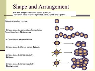 Morphology and Structure of Bacteria | PPT