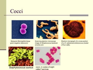 Morphology and Structure of Bacteria | PPT