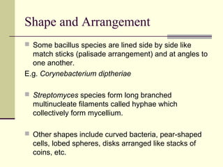 Morphology and Structure of Bacteria | PPT