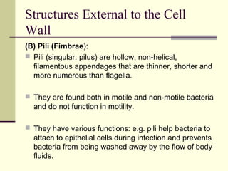 Morphology and Structure of Bacteria | PPT