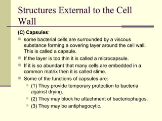 Morphology and Structure of Bacteria | PPT