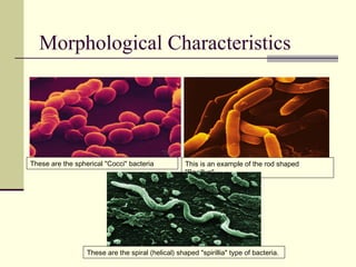 Examples Of Morphological Traits