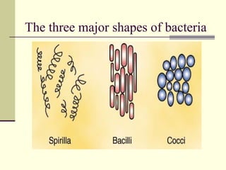 Three Shapes Of Bacteria