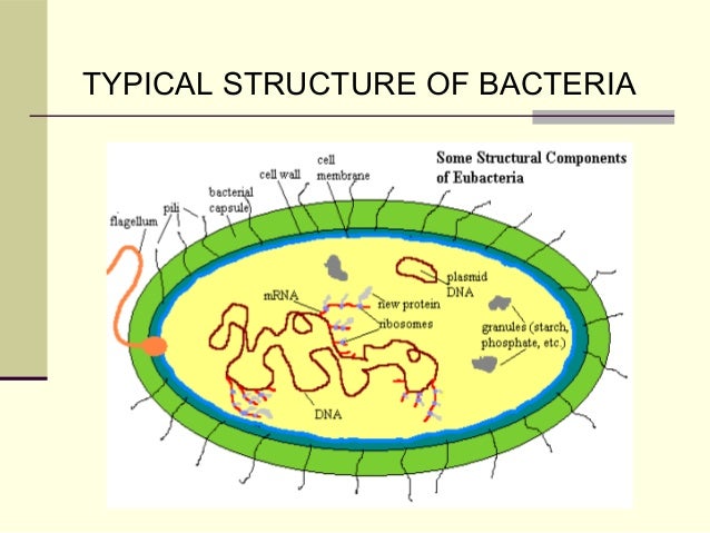 Structure Of A Bacteria