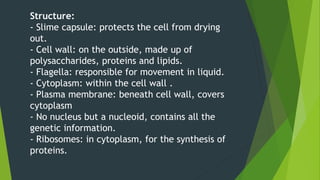 Bacteria | PPT
