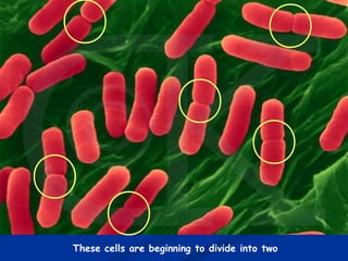 Bacteria | PPT