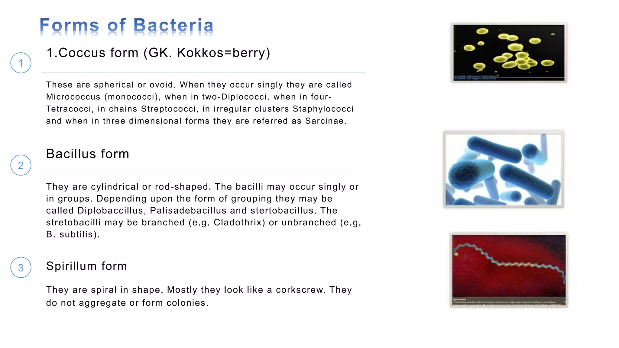 Bacteria | PPTX