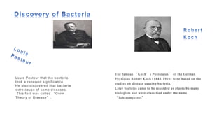 Bacteria | PPT