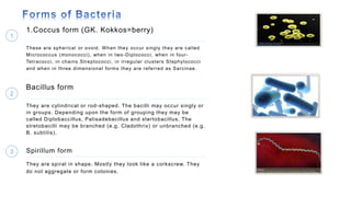 Bacteria | PPTX