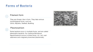 Bacteria | PPTX