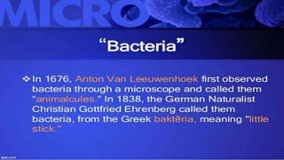 Bacteria | PPTX