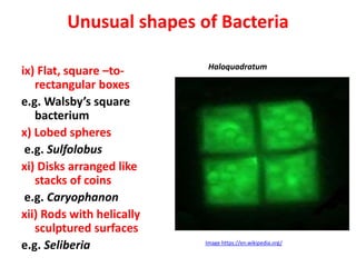 Bacteria SMG | PPTX