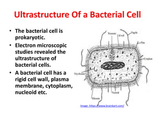 Bacteria SMG | PPTX